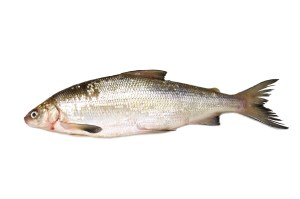 Qui est-ce qui la féra ? | Journées Gourmandes de Saulieu
